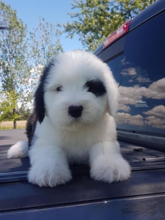 140+ Best Old English Sheepdog Names - The Paws