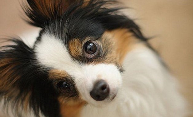145 Best Papillon Dog Names - The Paws