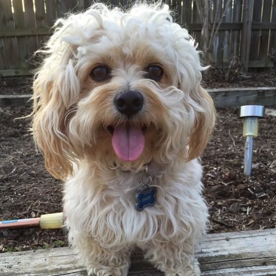 90 Best Peekapoo Dog Names - The Paws