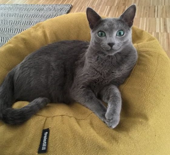 180 Best Russian Blue Cat Names - The Paws