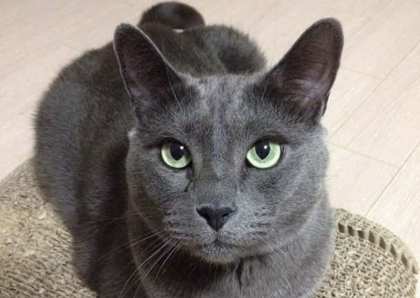 180 Best Russian Blue Cat Names - The Paws