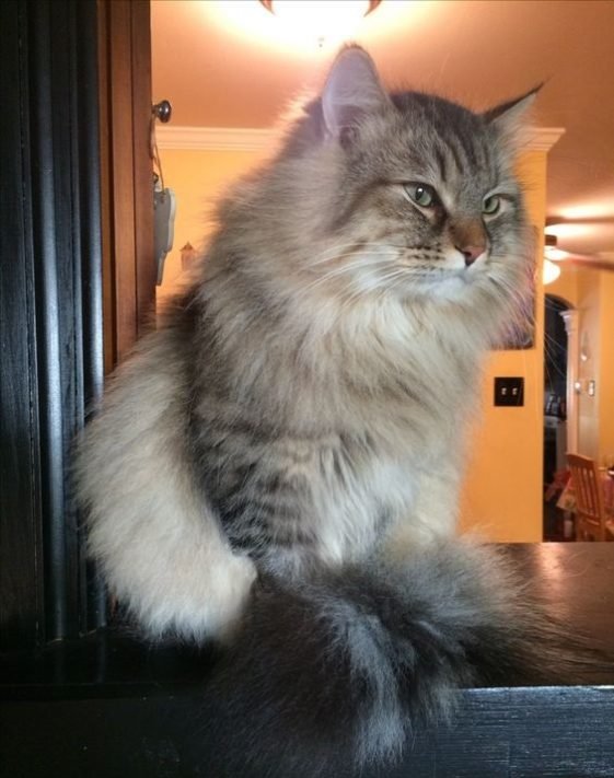 50 Best Siberian Cat Names - The Paws