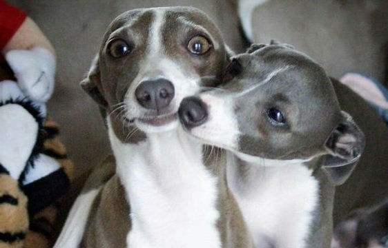 100+ Best Whippet Dog Names - The Paws
