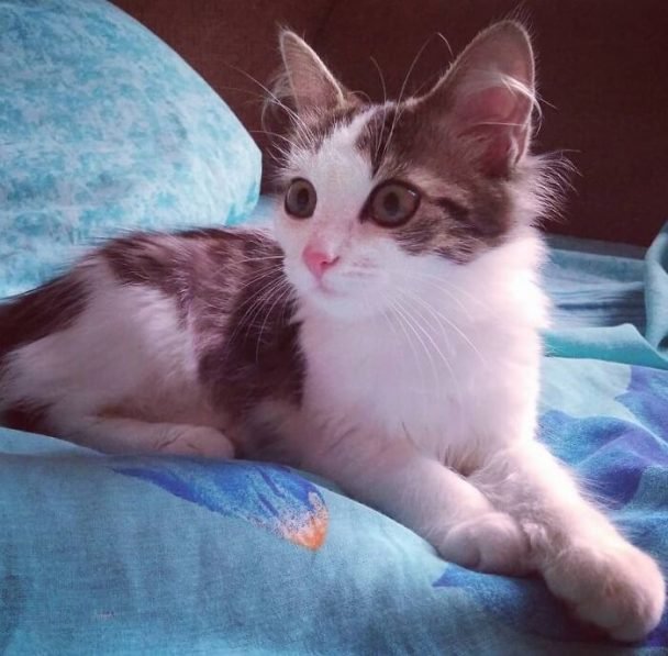 100+ Greek Mythology Cat Names