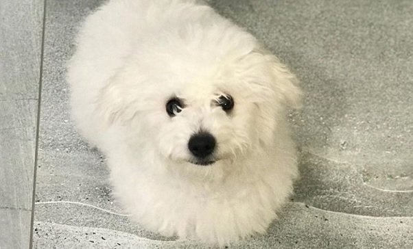160 Best Bichon Frise Dog Names - The Paws