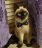 120 French Male Cat Names - The Paws