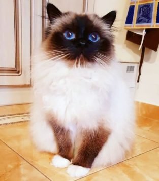 120 French Male Cat Names - The Paws