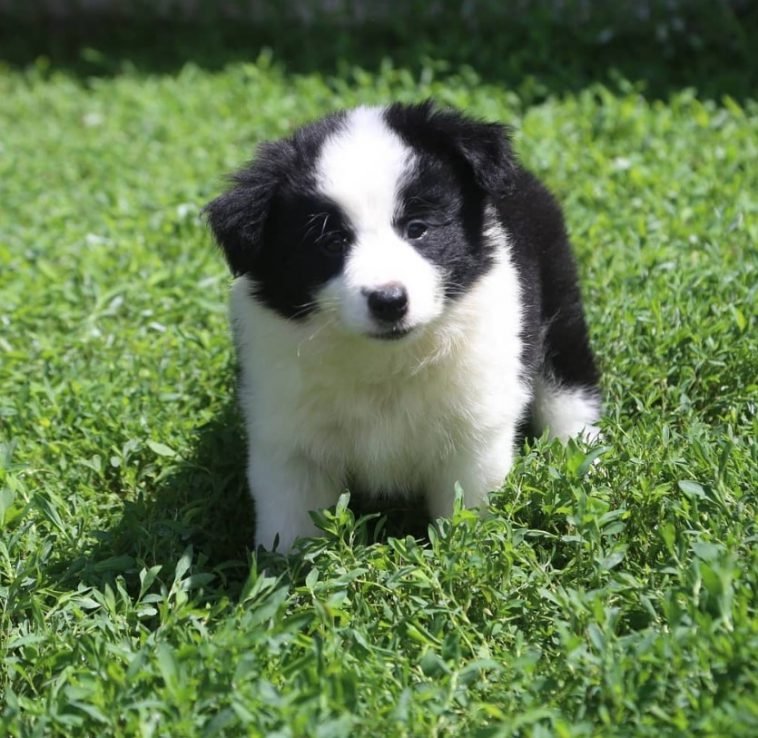 150 Best Border Collie Dog Names - The Paws