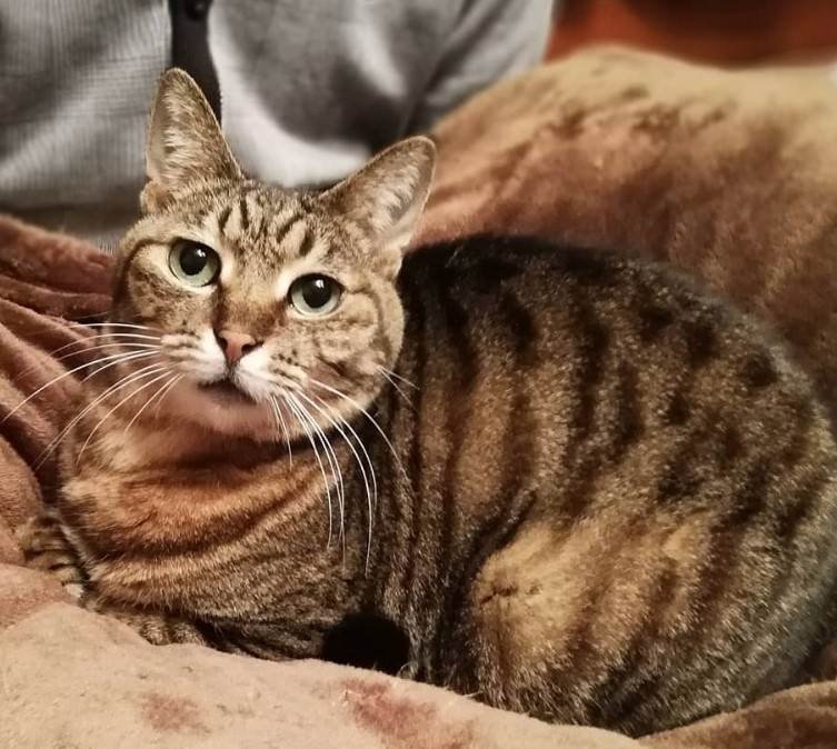 25 Brown Tabby Cat Names