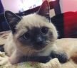 50 Best Irish Cat Names