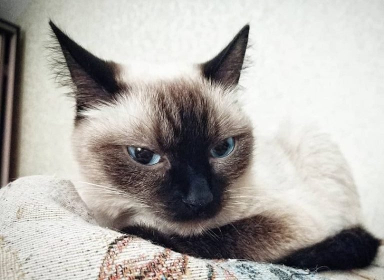 50 Celestial Cat Names The Paws