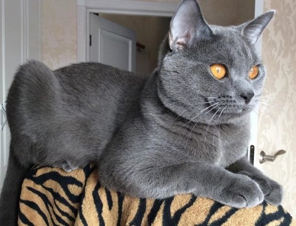 120 French Male Cat Names - The Paws