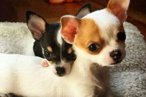25 Small Male Dog Names - The Paws