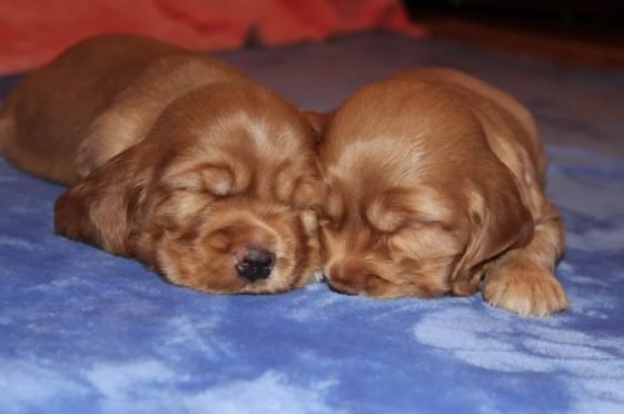 50 Male Cocker Spaniel Dog Names - The Paws
