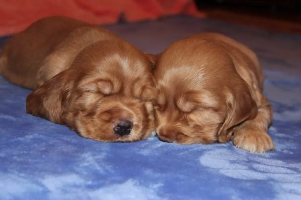 50 Male Cocker Spaniel Dog Names - The Paws