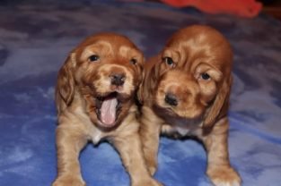50 Male Cocker Spaniel Dog Names - The Paws