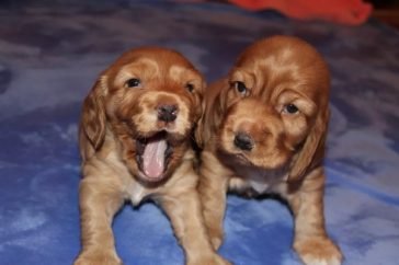 50 Male Cocker Spaniel Dog Names - The Paws