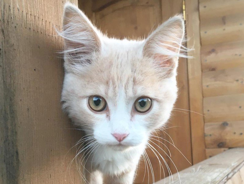 38 Best Cream Colored Cat Names The Paws 38 Best Cream Colored Cat Names The Paws