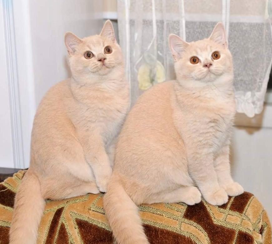 38 Best Cream Colored Cat Names The Paws 38 Best Cream Colored Cat Names The Paws