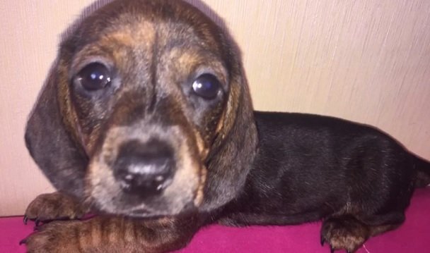 75 German Dachshund Dog Names - The Paws