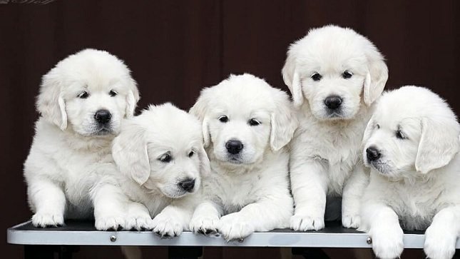 170 Classic Old Fashioned Dog Names - The Paws