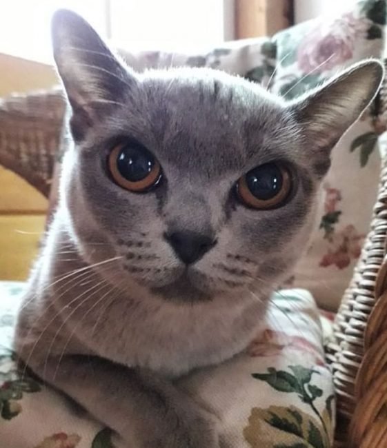 200 Spanish Female Cat Names