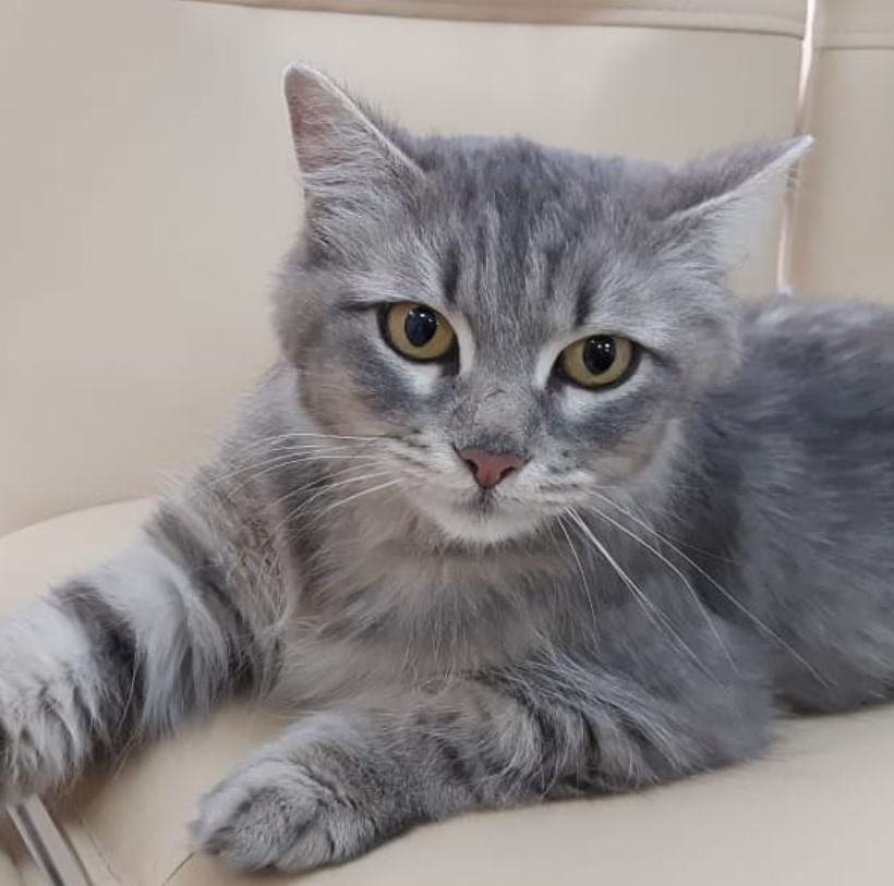 150 Best Grey Cat Names The Paws 150 Best Grey Cat Names The Paws