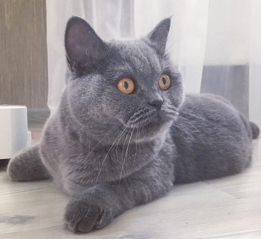 18 Famous Grey Cat Names The Paws