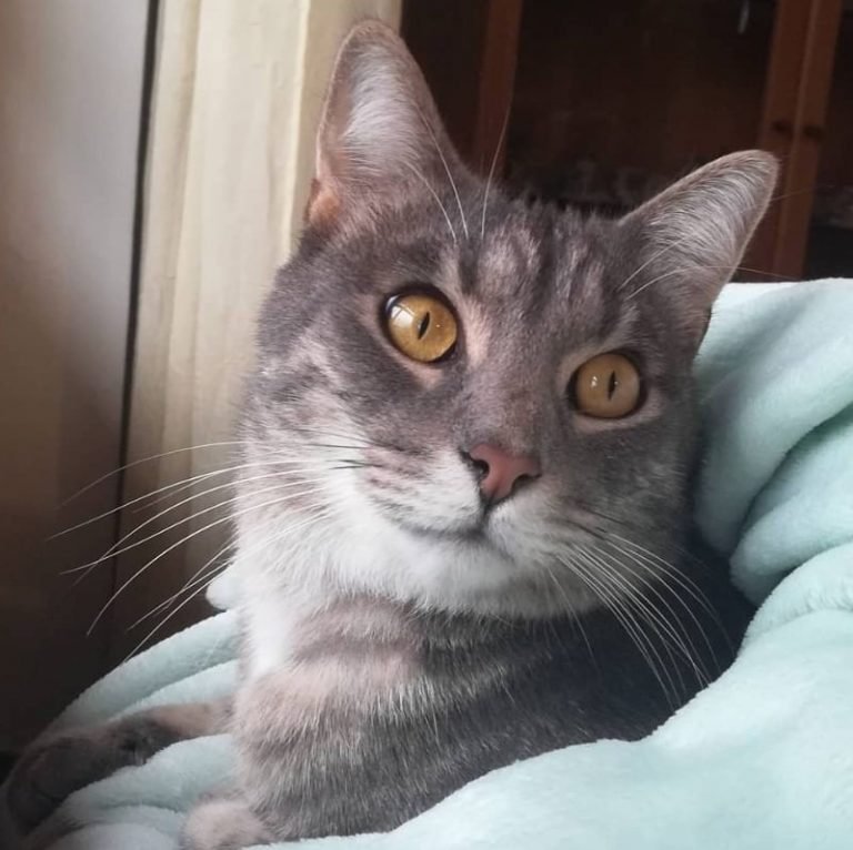 200 Spanish Female Cat Names