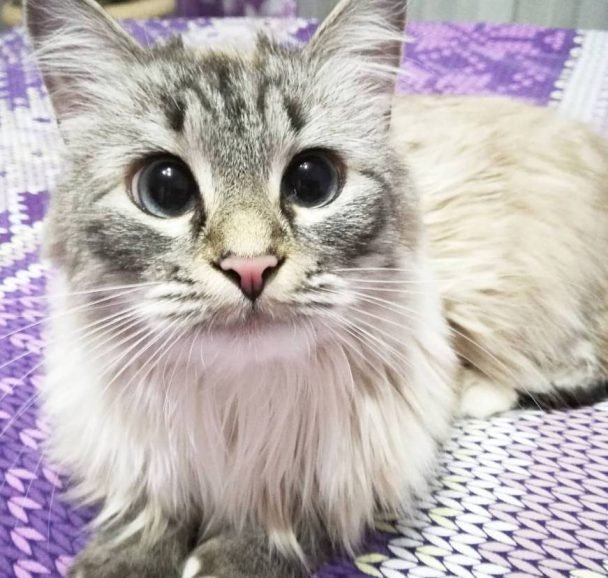 200 Spanish Female Cat Names