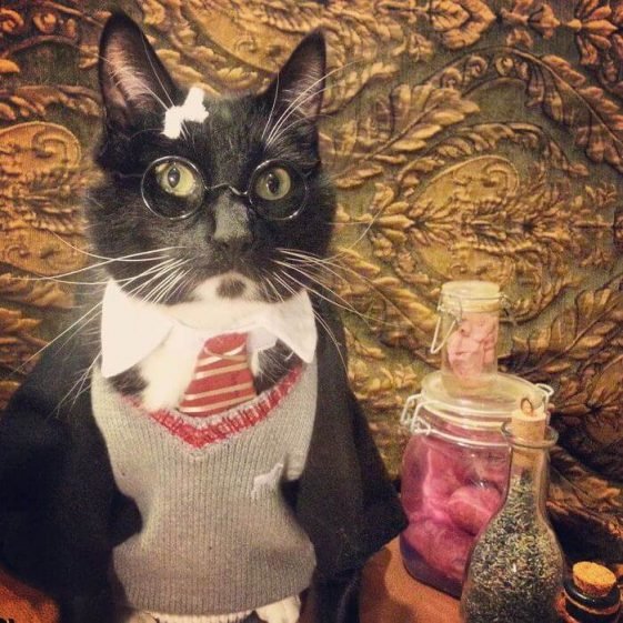150 Harry Potter Cat Names
