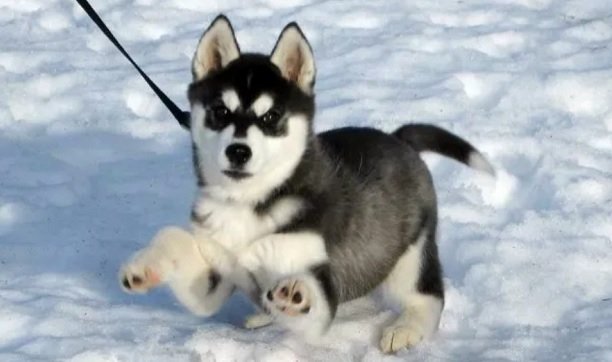 195 Dog Names that Start with V - The Paws