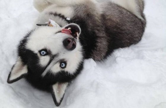 160 Best Male Dog Names - The Paws