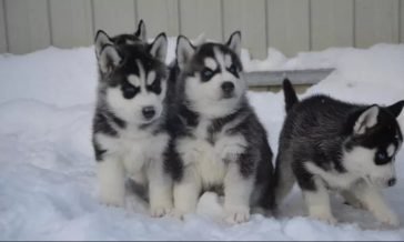 240 Dog Names that Start with Y | The Paws