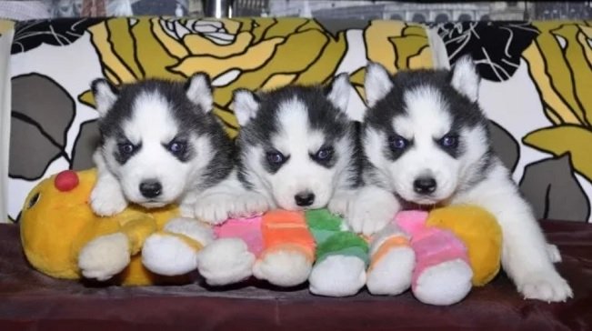 50 Dog Names that Start with Z - The Paws