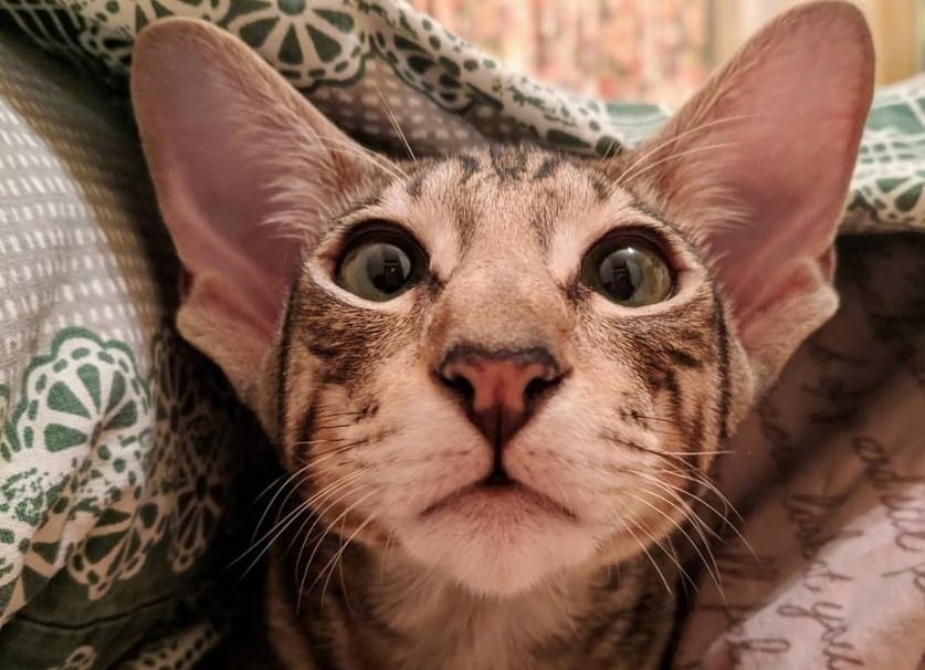 70 Best Korean Cat Names The Paws
