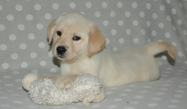 40 Cute Boy Puppy Names - The Paws