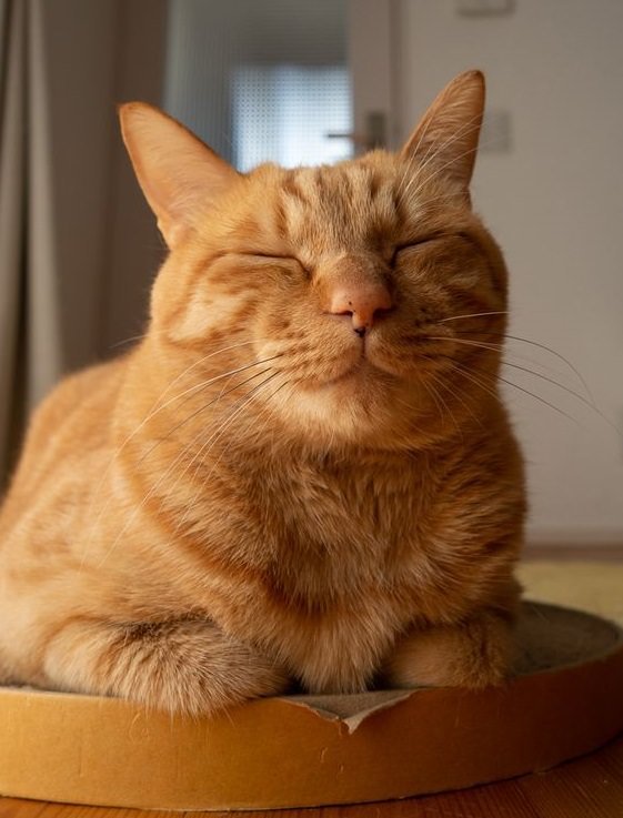 15 Best Photos Female Orange Tabby Cat Names Are All Orange Cats Male 15 Best Photos Female Orange Tabby Cat Names Are All Orange Cats Male