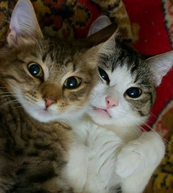 100 Most Popular Female Cat Names - The Paws