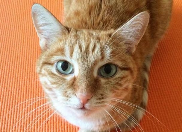 180 Sassy Cat Names - The Paws