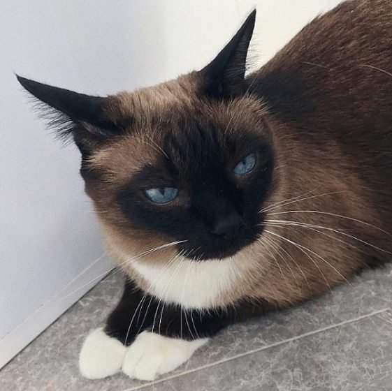 Top 50 Male Siamese Cat Names The Paws Top 50 Male Siamese Cat Names The Paws