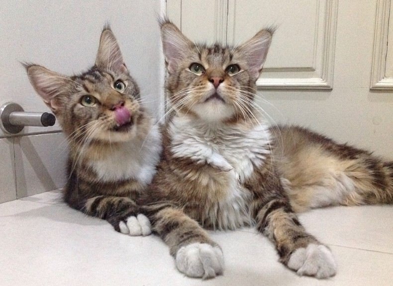 160 Twin Cat Names 160 Twin Cat Names