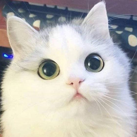 90 Unique Female Cat Names