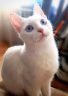 200 Spanish Female Cat Names