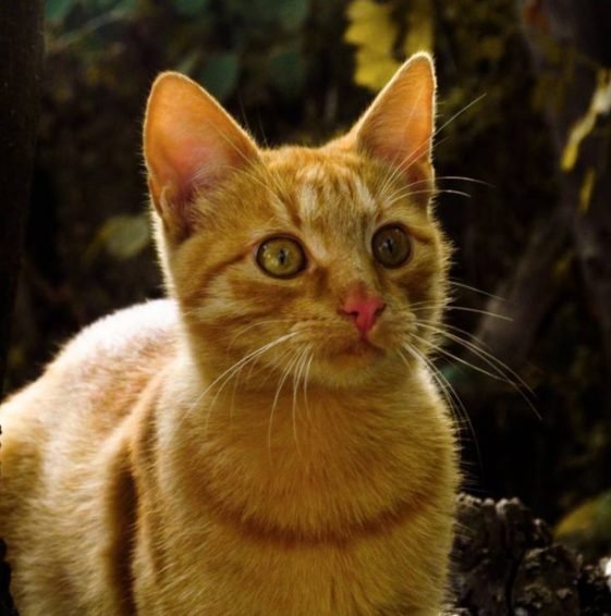 100 Yellow Cat Names - The Paws
