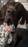 35 Female German Shorthaired Pointer Dog Names - The Paws