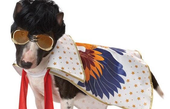50 Rock and Roll Music Dog Names - The Paws