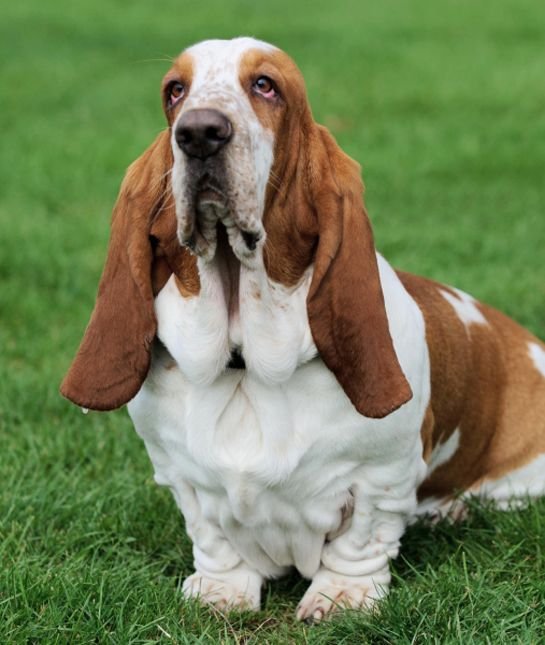 60 Mountain Inspired Dog Names The Paws