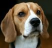 155 Sporty Dog Names - The Paws