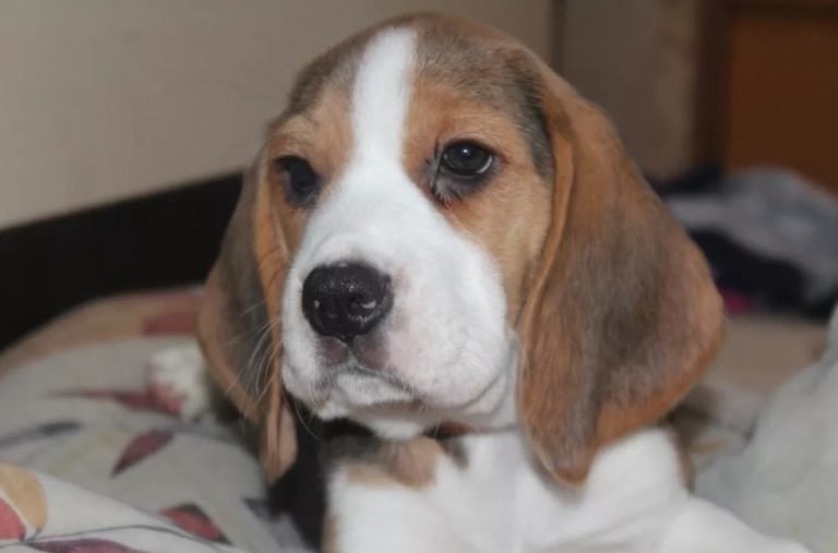 155 Sporty Dog Names - The Paws
